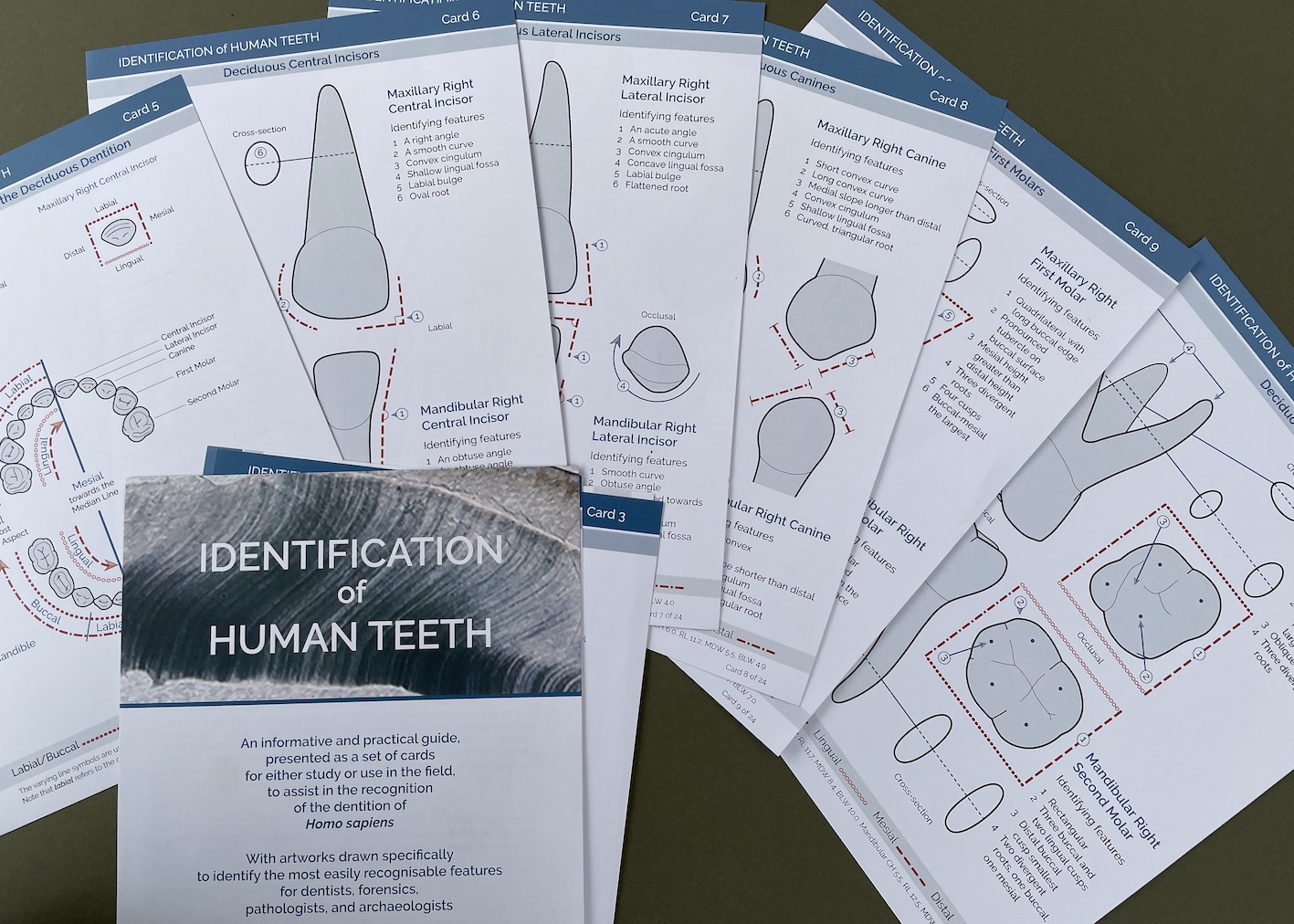 Identification of Human Teeth ~ Homo sapiens – Joanna Cameron